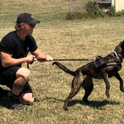LAYLA. Female Dutch Shepherd | Alldogs Security